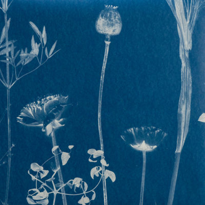 Flora – Lavender | The Future Perfect